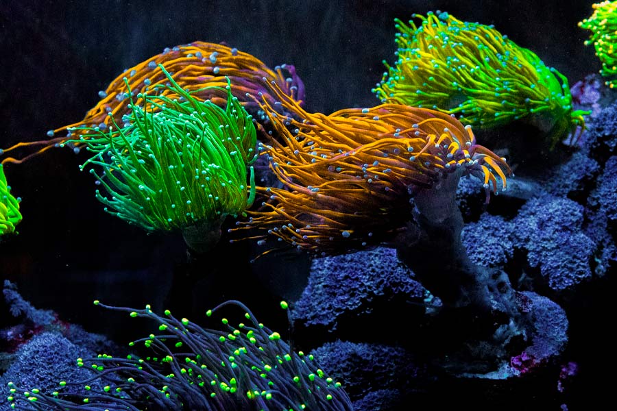 Corales LPS, SPS y blandos: diferencias y guía para tu acuario marino