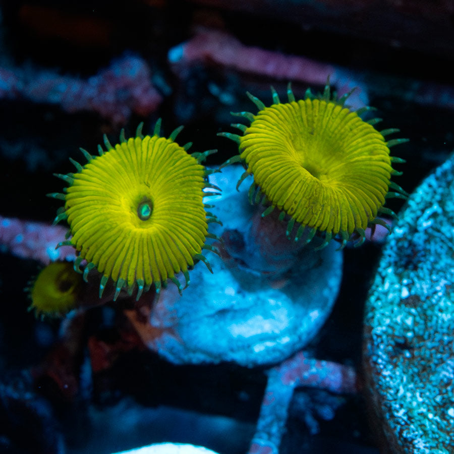 SBM Palythoa Nuclear Green 3 pol