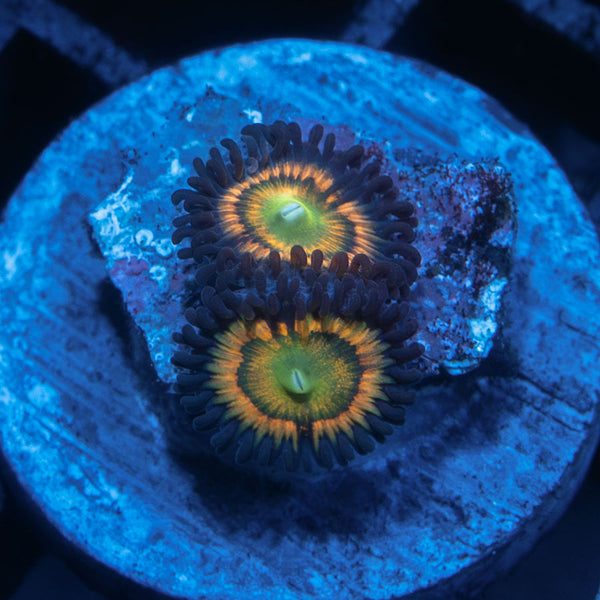 SBM Zoanthus Citrus Coolers